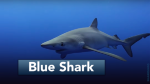Blue Shark Facts & Information Guide – sharksinfo.com