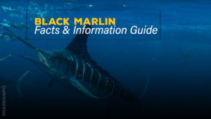 Black Marlin Facts & Information Guide – sharksinfo.com