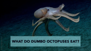 What Do Dumbo Octopus Eat? – sharksinfo.com