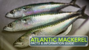Atlantic Mackerel Facts & Information Guide – sharksinfo.com