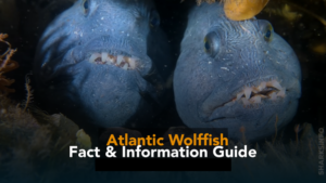 Atlantic Wolffish Fact & Information Guide – sharksinfo.com