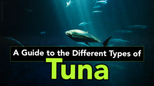 A Guide to the Different Types of Tuna – sharksinfo.com