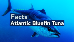 Atlantic Bluefin Tuna Facts Habitat, Diet, Conservation & More ...