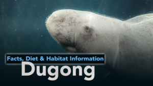 Dugong – Facts, Diet & Habitat Information – sharksinfo.com