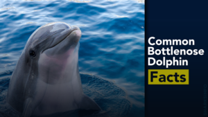 Common Bottlenose Dolphin | Facts – sharksinfo.com