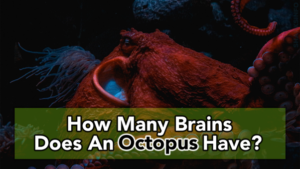 How Many Brains Does An Octopus Have? Other Fun Facts About Octopus ...