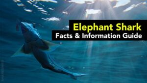 Elephant Shark | Everything you need to know – sharksinfo.com