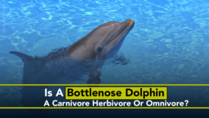 Is A Bottlenose Dolphin A Carnivore, Herbivore, Or Omnivore ...