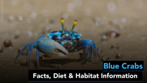 Blue Crabs – Facts, Diet & Habitat Information – sharksinfo.com