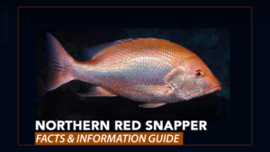 Northern Red Snapper Facts & Information Guide – sharksinfo.com