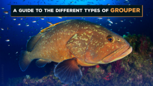 A Guide To The Different Types Of Grouper – sharksinfo.com