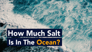 How Much Salt Is In The Ocean? - sharksinfo.com