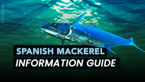 Spanish Mackerel Information Guide – sharksinfo.com