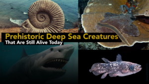 Prehistoric Deep-Sea Creatures That Are Still Alive Today – sharksinfo.com
