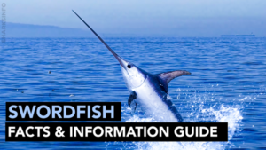 Swordfish Facts & Information Guide – sharksinfo.com