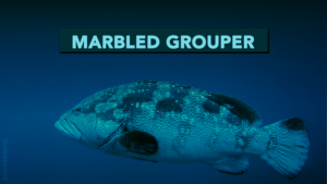 A Guide To The Different Types Of Grouper – sharksinfo.com