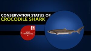 What Are Lamniformes (Mackerel Sharks)? – sharksinfo.com