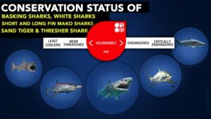What Are Lamniformes (Mackerel Sharks)? – sharksinfo.com