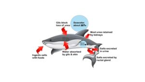 How Do Sharks Osmoregulate? – sharksinfo.com