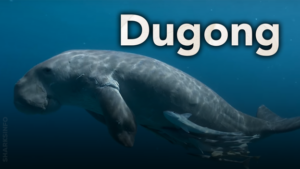 Dugong – Facts, Diet & Habitat Information – sharksinfo.com
