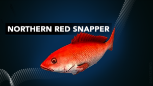 Northern Red Snapper Facts & Information Guide – sharksinfo.com