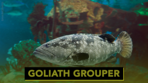 A Guide To The Different Types Of Grouper – sharksinfo.com