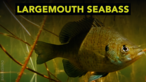 A Guide To The Different Types Of Sea Bass – sharksinfo.com