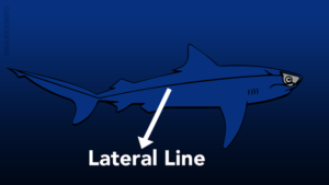 Sharks Lateral Line – How Does It Work? – sharksinfo.com