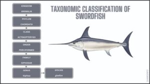 Swordfish Facts & Information Guide – sharksinfo.com