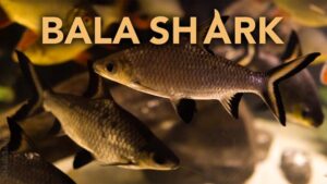 Bala Shark (Silver Shark) Size, Tank, Food, Lifespan & More ...