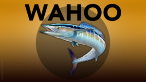 Wahoo Facts & Information Guide – sharksinfo.com