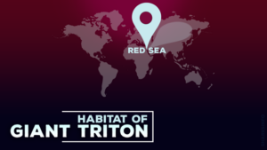 Giant Triton Facts & Information Guide – sharksinfo.com