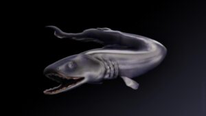 10 Amazing Frilled Sharks Facts – sharksinfo.com