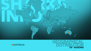 Dugong – Facts, Diet & Habitat Information – sharksinfo.com