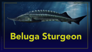 Beluga Sturgeon Facts & Information Guide – sharksinfo.com