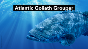 Atlantic Goliath Grouper Facts & Information Guide – sharksinfo.com