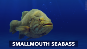 A Guide To The Different Types Of Sea Bass – sharksinfo.com