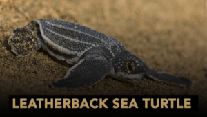 Leatherback Sea Turtle Fact & Info Guide – sharksinfo.com