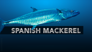 Spanish Mackerel Information Guide – sharksinfo.com