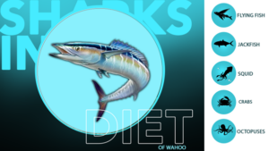 Wahoo Facts & Information Guide – sharksinfo.com