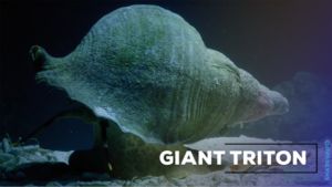 Giant Triton Facts & Information Guide – sharksinfo.com