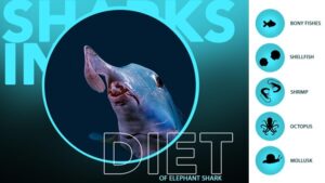 Elephant Shark | Everything you need to know – sharksinfo.com