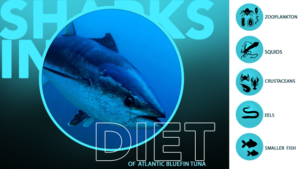 Atlantic Bluefin Tuna Facts Habitat, Diet, Conservation & More ...