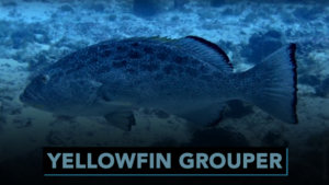 A Guide To The Different Types Of Grouper – sharksinfo.com