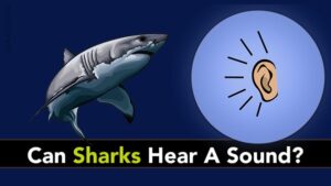 What sound does a shark make – sharksinfo.com