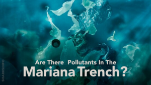 How Deep Is The Ocean? 7 Miles Down In The Mariana Trench – sharksinfo.com