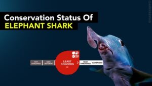 Elephant Shark | Everything you need to know – sharksinfo.com