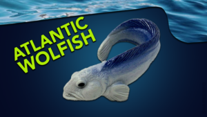 10 Ugliest Fish in the World – sharksinfo.com