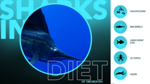 Swordfish Facts & Information Guide – sharksinfo.com