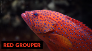 A Guide To The Different Types Of Grouper – sharksinfo.com